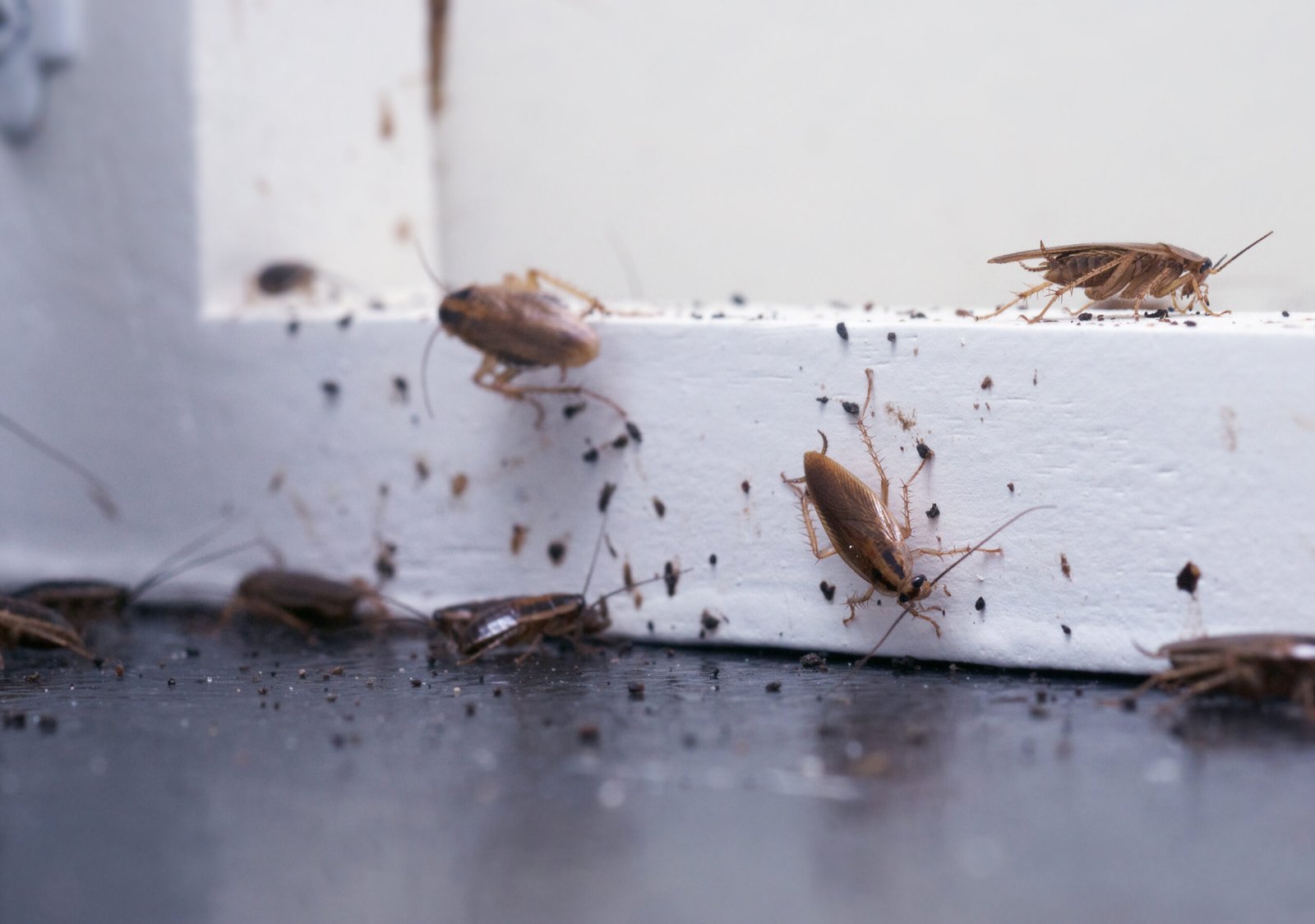 Roach Control Services - IPM Tech