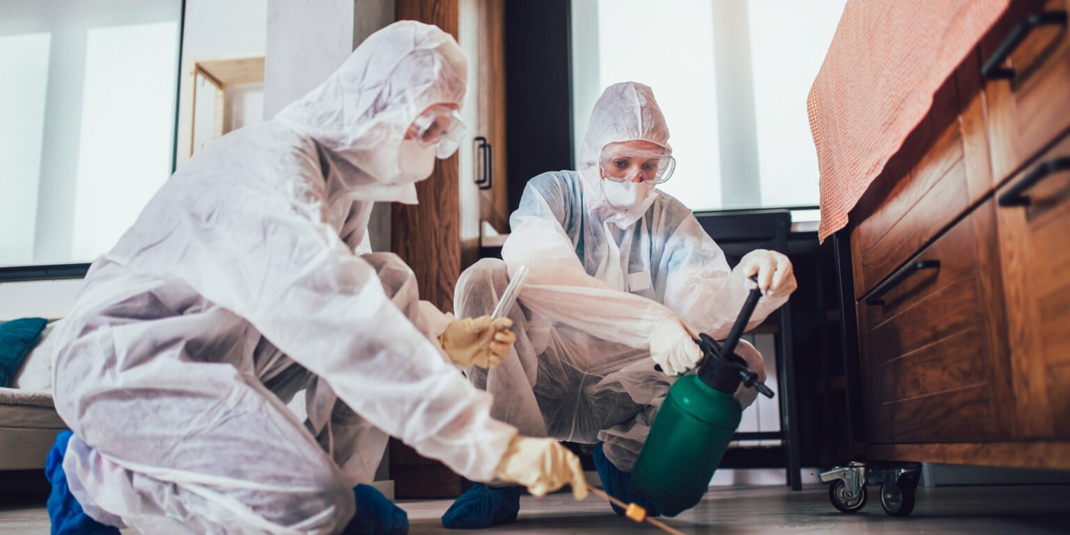 Comprehensive Spider Control Services - IPM Tech