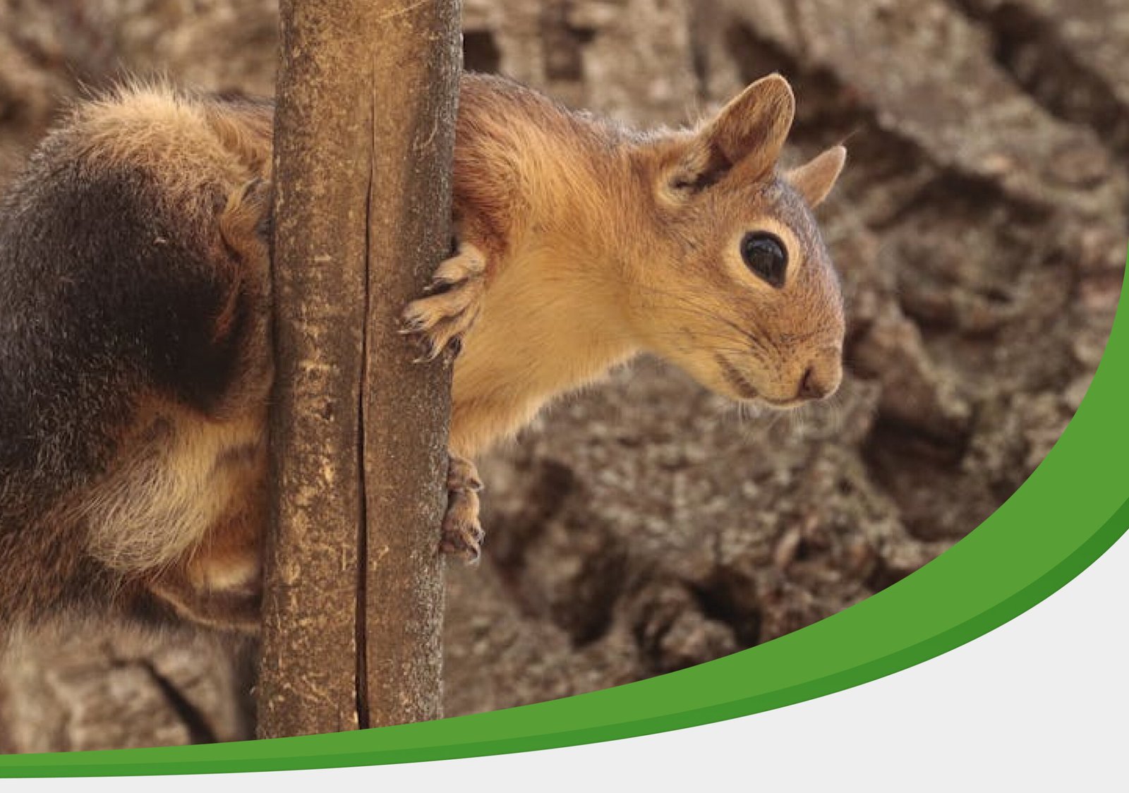 Importance of Rodent Control - IPM Tech