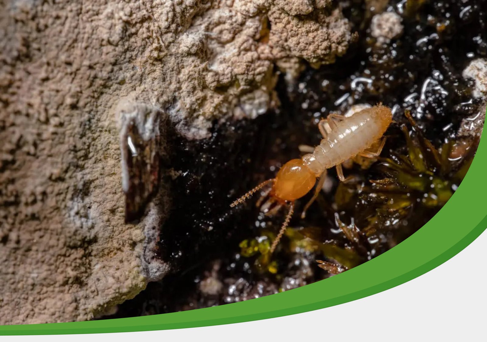 Preventing Future Termite Infestations - IPM Tech