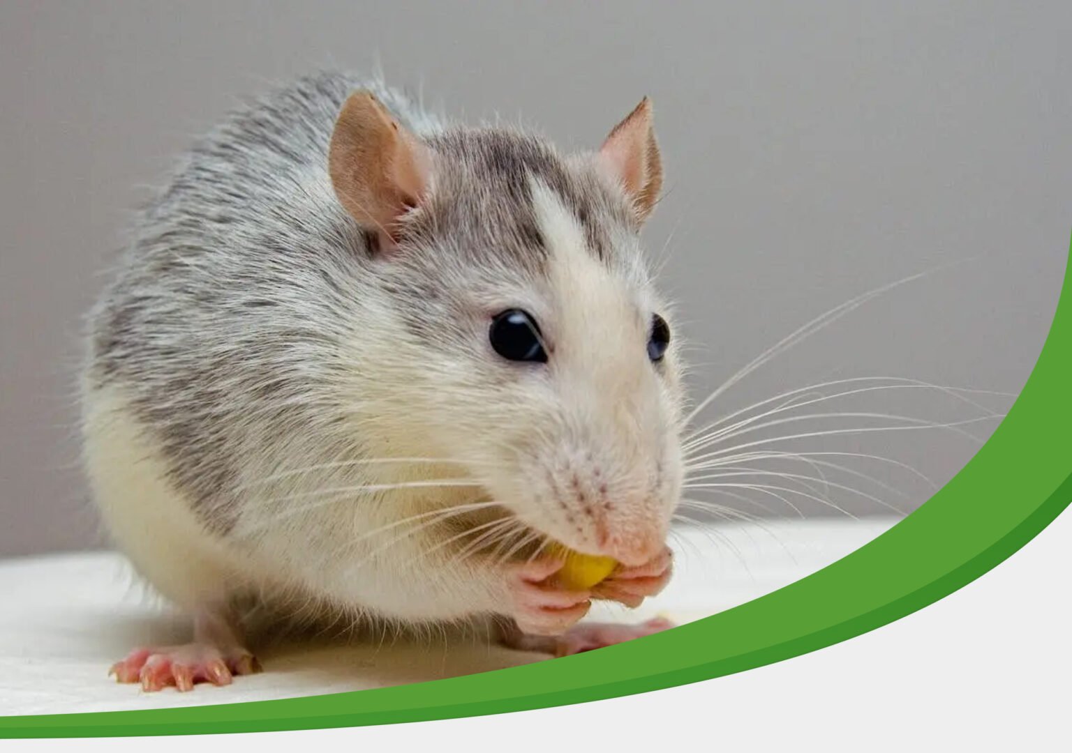 Guide to Preventing Rat Infestations in Orange County - IPM Tech